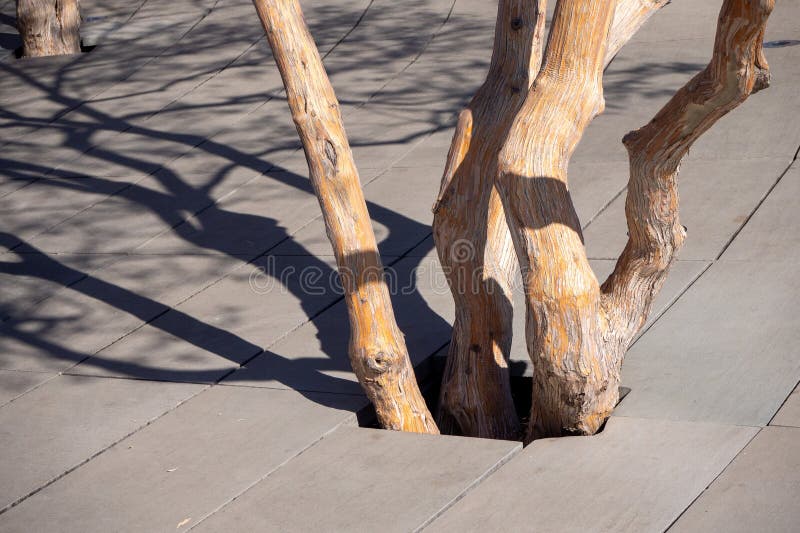 Multiple Tree Trunks Emerge from Minimal Stone Paving. Shadow Patterns ...