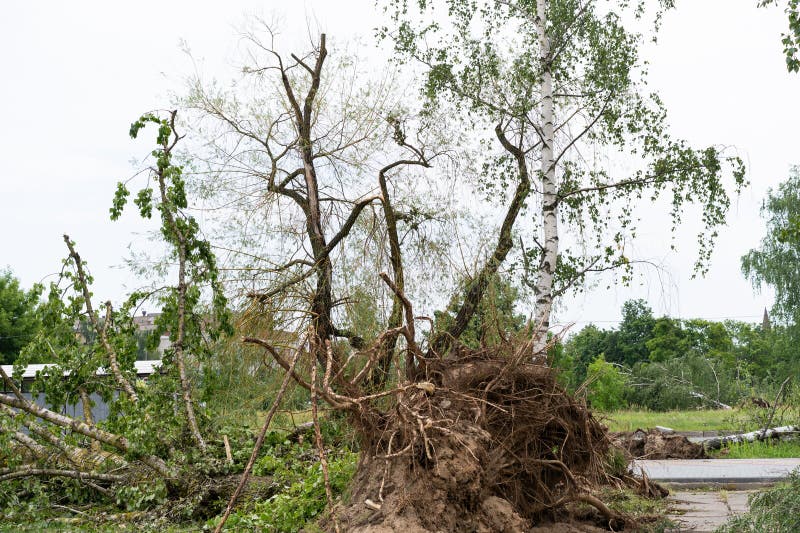 Multiple Trees Lie Collapsed and Uprooted Near a Residential Structure ...