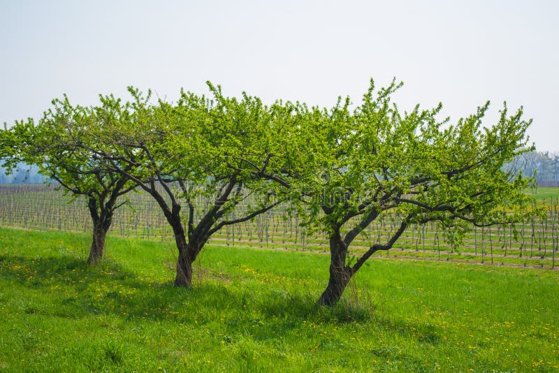Multiple Trees Standing in Water Stock Image - Image of jungle ...