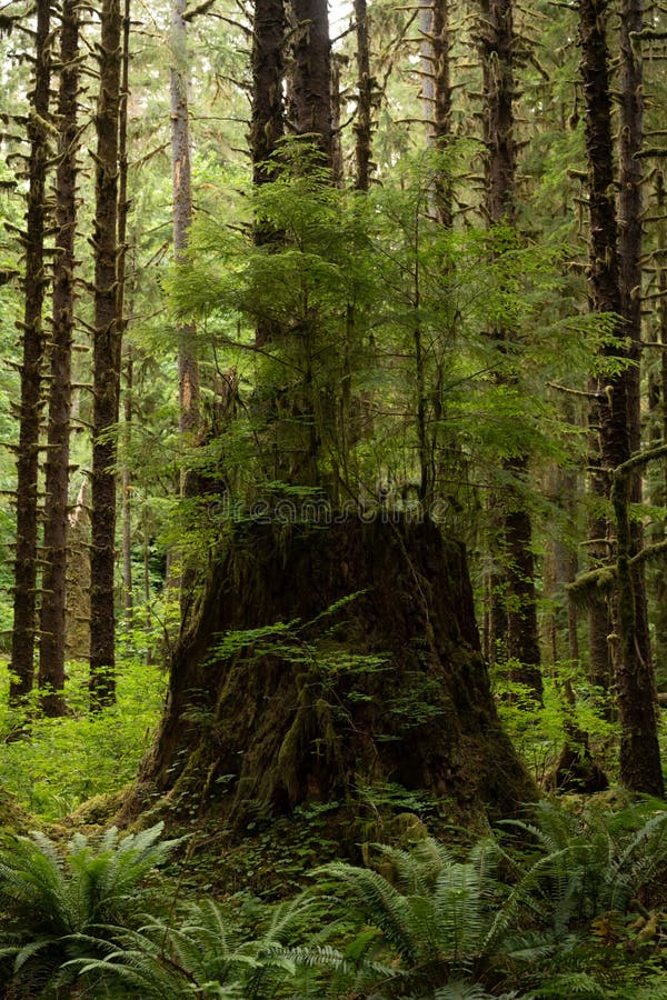 Multiple Trees Sprout Out of Old Tree Stump in Redwood Stock Image ...