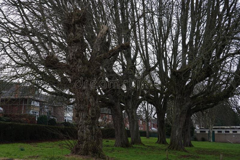 Multiple Trees Standing in the Park Stock Image - Image of environment ...