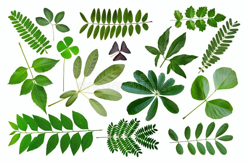 Multiple Tropical Leaf Set on White Background Stock Photo - Image of ...