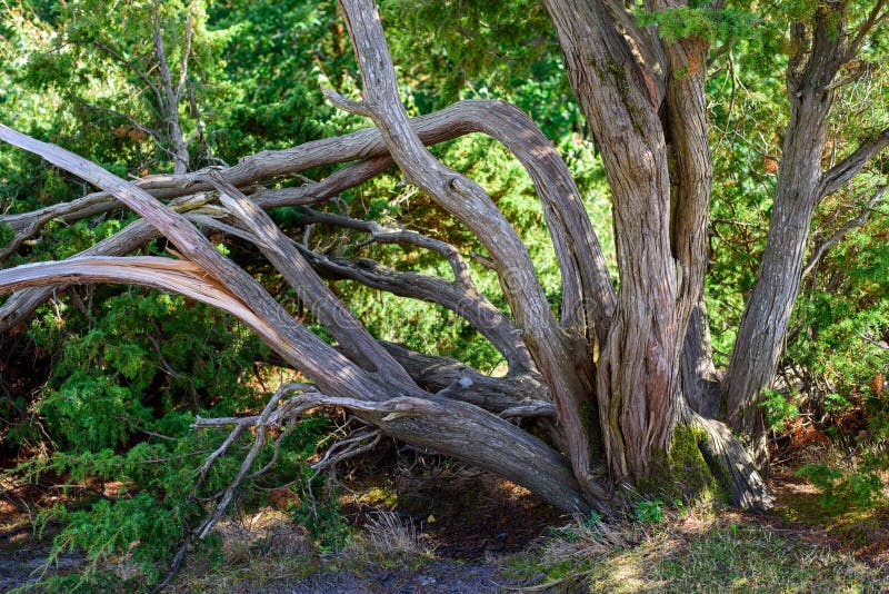 Juniper Tree - Bent Over and Gnarled from the Wind Stock Image - Image ...