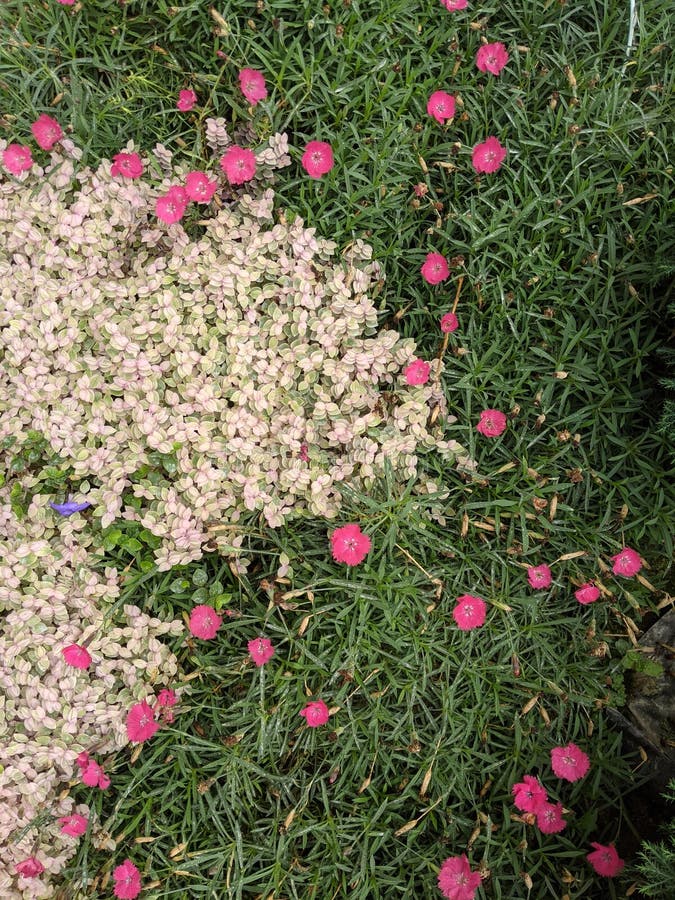 Multiple Type of Flowers at the Garden Stock Image - Image of grass ...