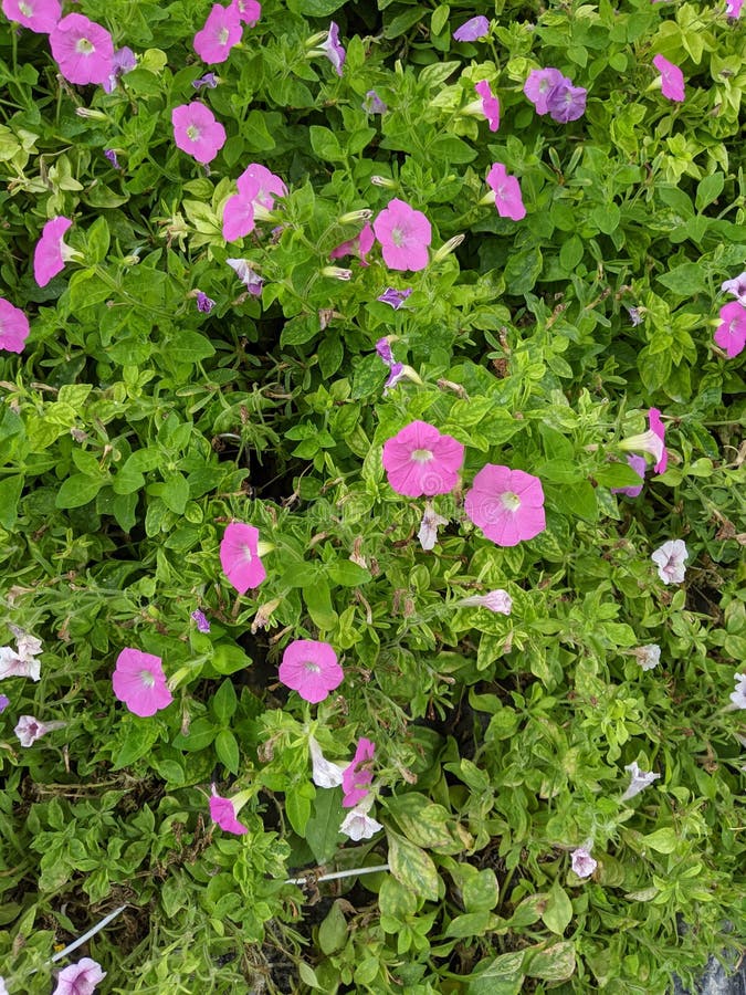 Multiple Type of Flowers at the Garden Stock Image - Image of petal ...