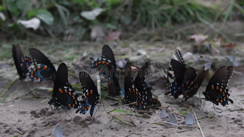 Multiple Types of Butterflies in Dry Mud Puddle Stock Video - Video of ...