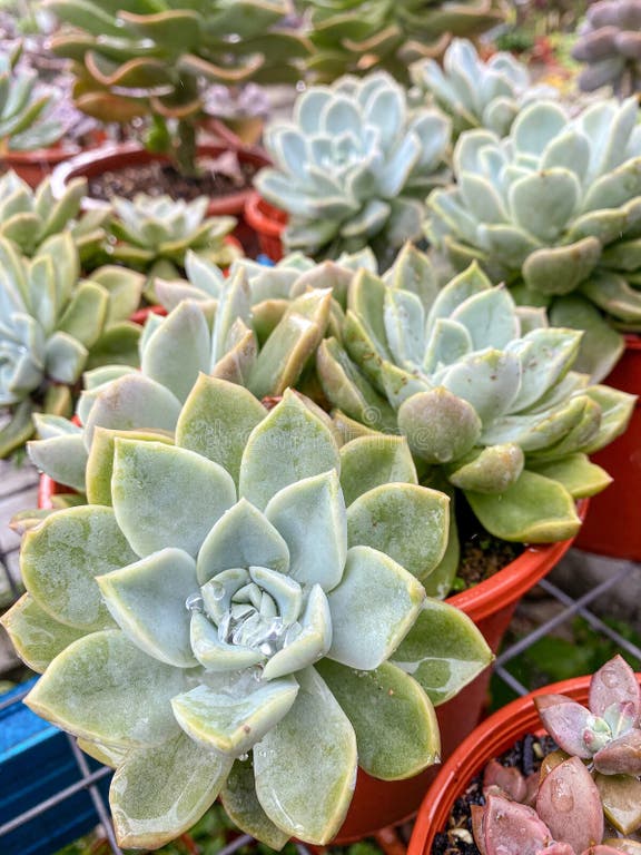 Beutiful Succulent Garden stock image. Image of succulent - 268641175