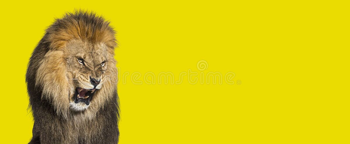 109 Angry Lion Side View Stock Photos - Free & Royalty-Free Stock ...