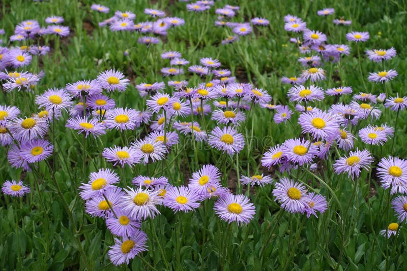 Multiple Violet Flowers of Erigeron Speciosus in June Stock Image ...