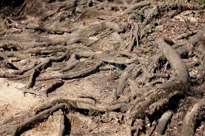 Dry Tree Roots and Bamboo Sticks Stock Photo - Image of bamboo, stone ...