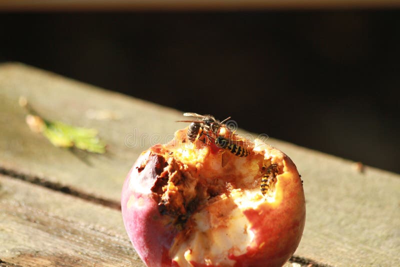 Wasps Eating Apple on the Tree Stock Photo - Image of agriculture ...