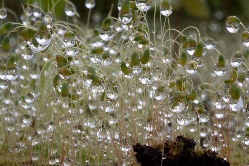 Multiple water drops stock image. Image of drop, small - 71322223