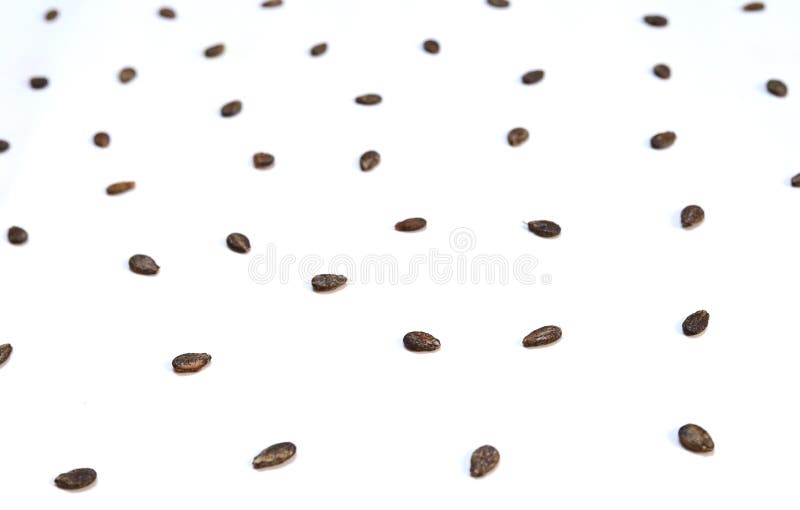 Multiple Watermelon Seeds, Composition Isolated Over the White ...