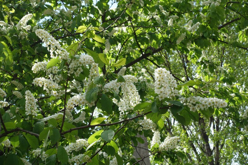 Multiple White Flowers of Bird Cherry in May Stock Photo - Image of ...