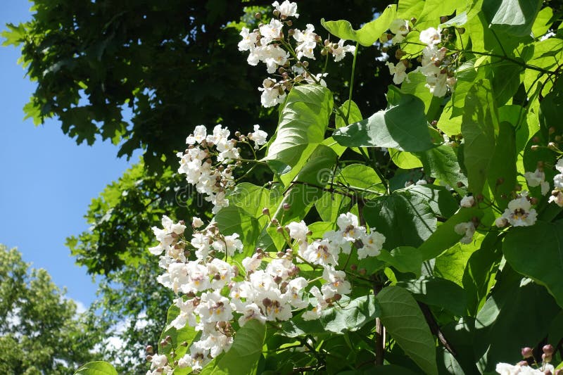 Multiple White Flowers of Blossoming Catalpa Bignonioides Tree in June ...
