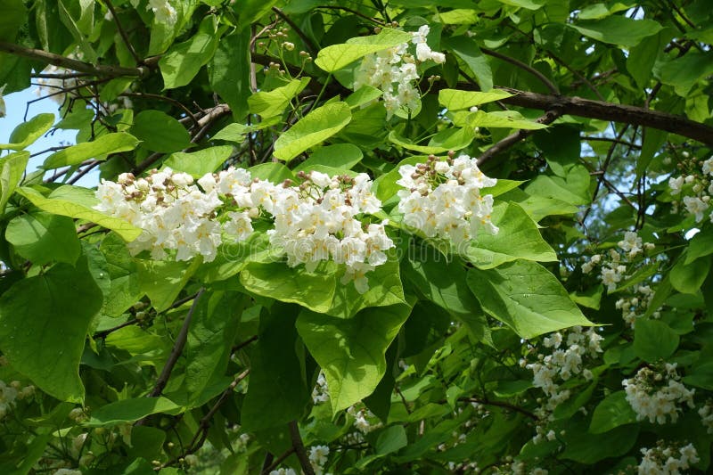 Multiple White Flowers in the Leafage of Catalpa Tree in June Stock ...