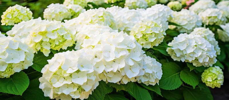 Multiple White Hydras on a Blue Background Stock Image - Image of ...