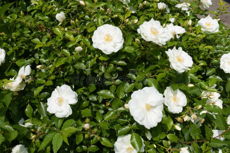 Multiple White Semi-double Flowers of Roses in May Stock Photo - Image ...