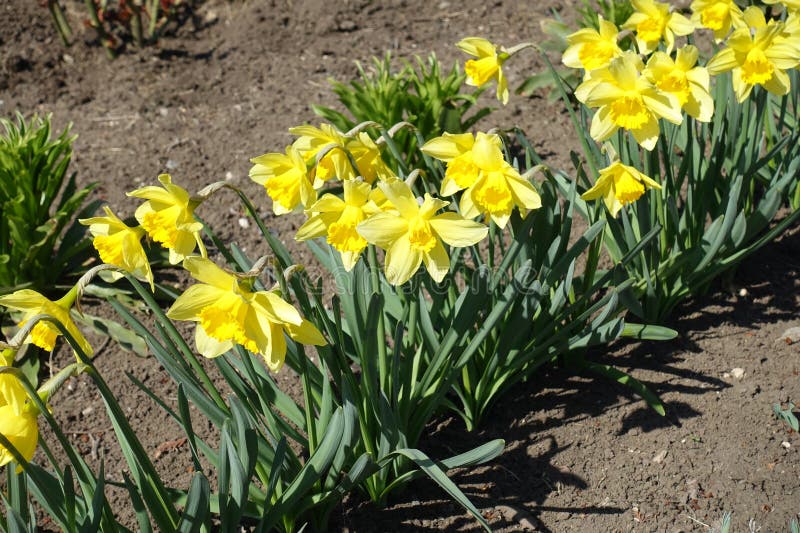 Multiple Yellow Flowers of Daffodils in a Row in March Stock Image ...