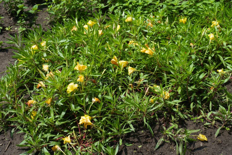 Multiple Yellow Flowers in the Leafage of Oenothera Macrocarpa Stock ...