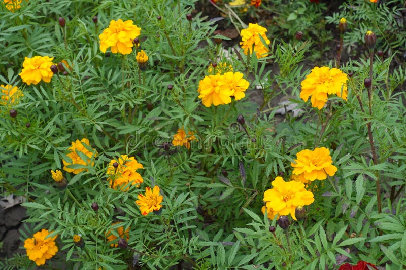 Multiple Yellow Flowers in the Leafage of Tagetes Patula Stock Photo ...