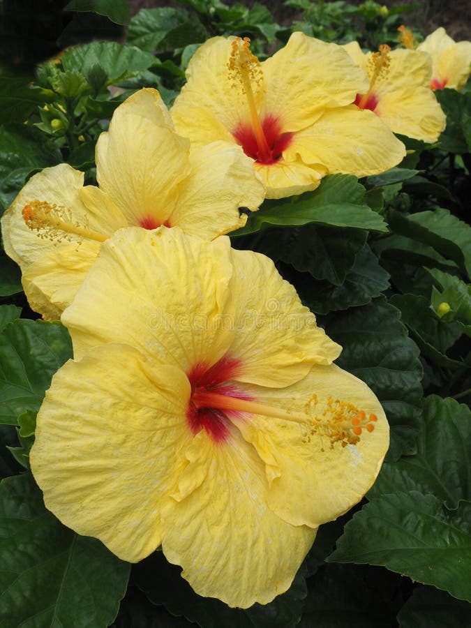 2,818 Yellow Hawaii Hibiscus Stock Photos - Free & Royalty-Free Stock ...
