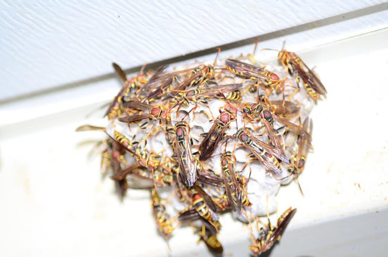 Yellow jacket nest stock image. Image of wasps, dolichovespula - 271881589