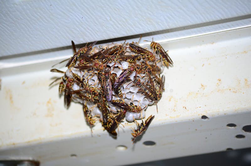 Yellow jacket nest stock image. Image of colony, insect - 271881593 Yellow jacket nest stock image. Image of colony, insect - 271881593