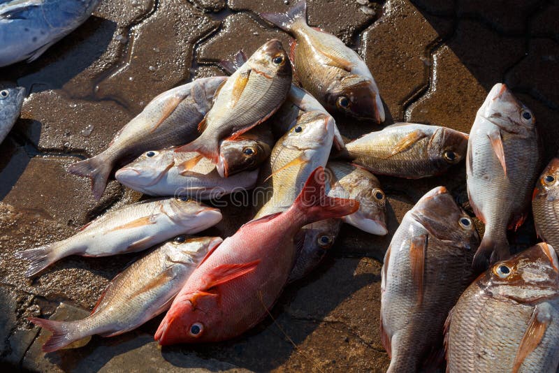 Multiples of Fish at Streetside Markets in Galle, Sri Lanka 2019 Stock ...