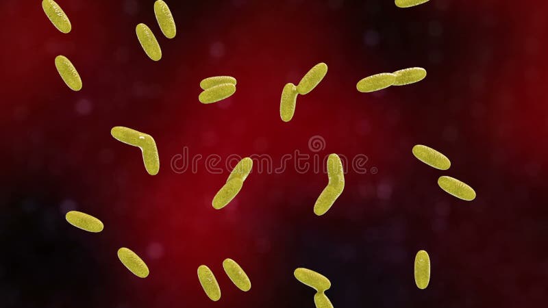 Multiplication of bacteria stock video. Video of tuberculosis - 306783767