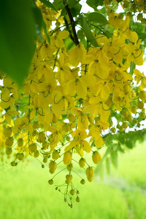 Multiply or Ratchaphruek Flowers & X28;Dok Koon& X29; in Thailand ...