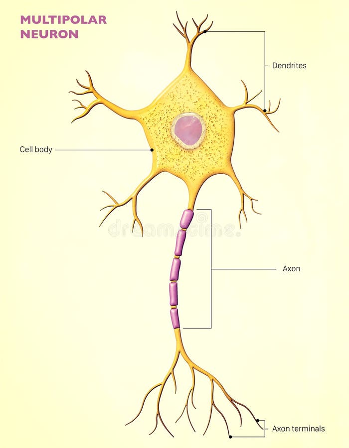 multipolar neuron drawing