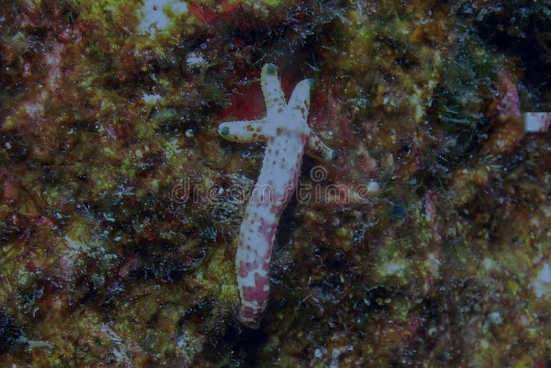 A Multipore Sea Star Linckia Multifora in the Red Sea Stock Photo ...