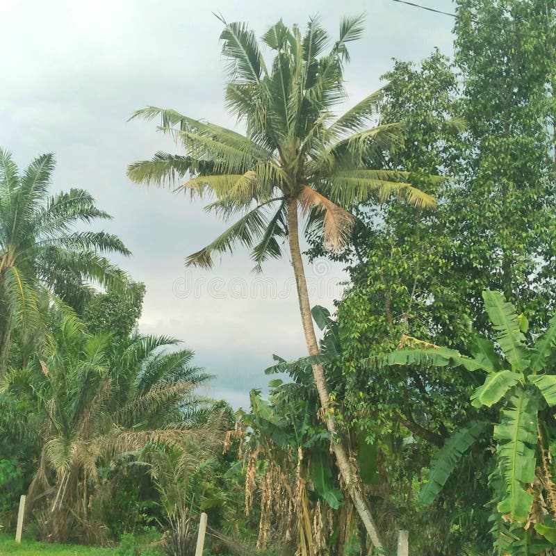 The Multipurpose Coconut Tree Grows in the Wild Waters Stock Image ...