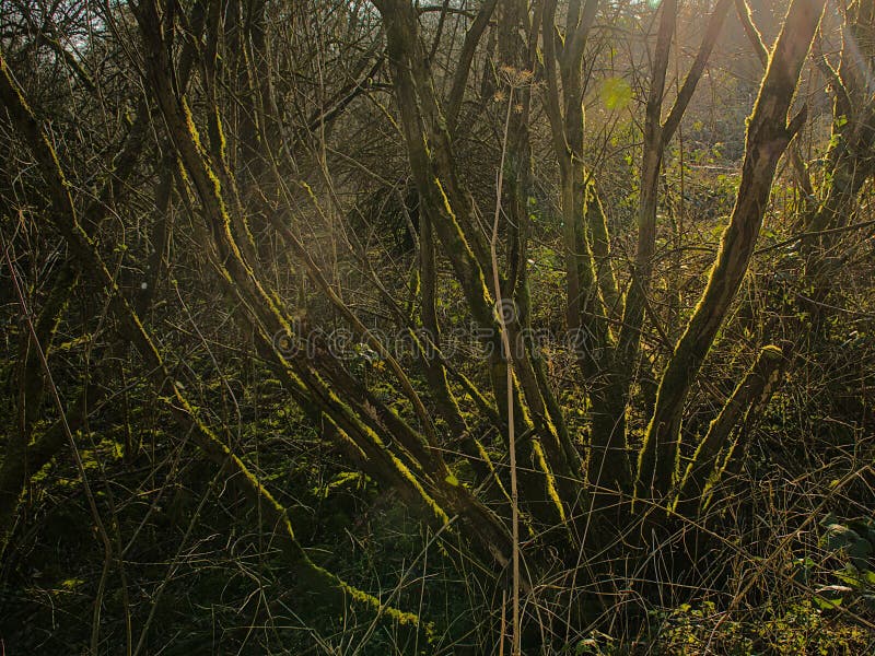 Multistem Tree with Moss on the Branches Backlit by the Sun Stock Photo ...