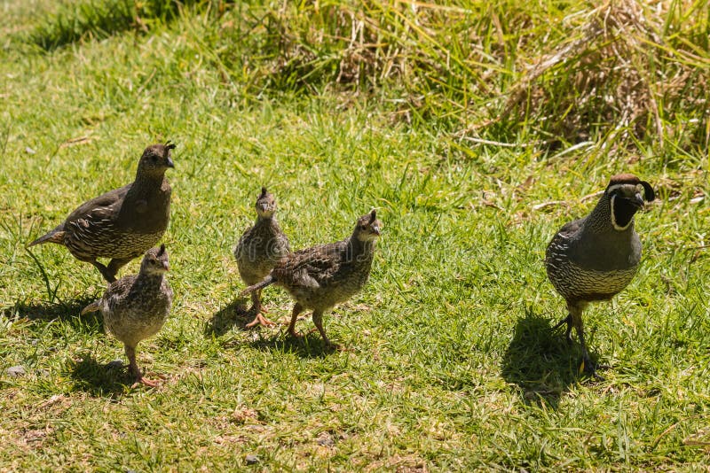 Codornices frescas foto de archivo. Imagen de cebollas - 8212470