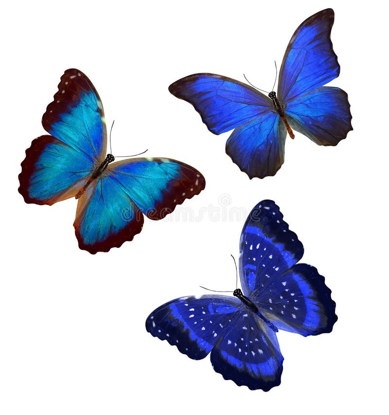 Multitud De Las Mariposas Azules Aisladas En Blanco Stock de ...