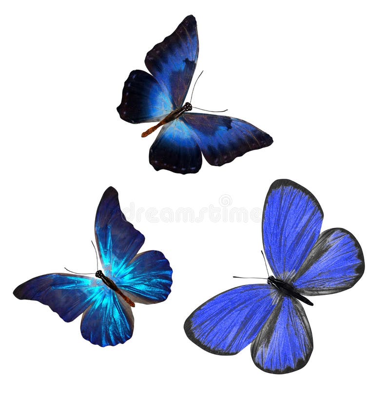 Multitud De Las Mariposas Azules Aisladas En Blanco Stock de ...