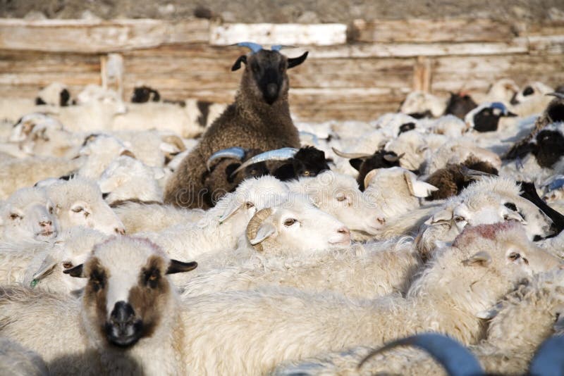 El venir de las ovejas? foto de archivo. Imagen de animales - 784212