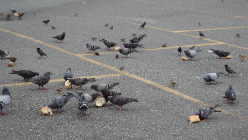 Muchas Palomas Que Comen Granos Foto de archivo - Imagen de porción ...