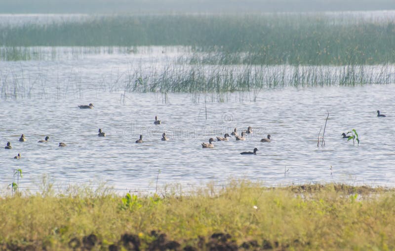 Multitud De Los Patos Migratorios De Los Pájaros Del Humedal En Un Lago ...