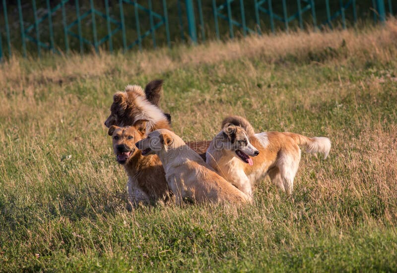 Multitud De Perros Perdidos En La Hierba Imagen de archivo - Imagen de ...