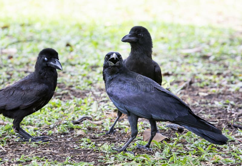 Multitud Del Cuervo Negro De La Pluma En Prado De La Hierba Imagen de ...