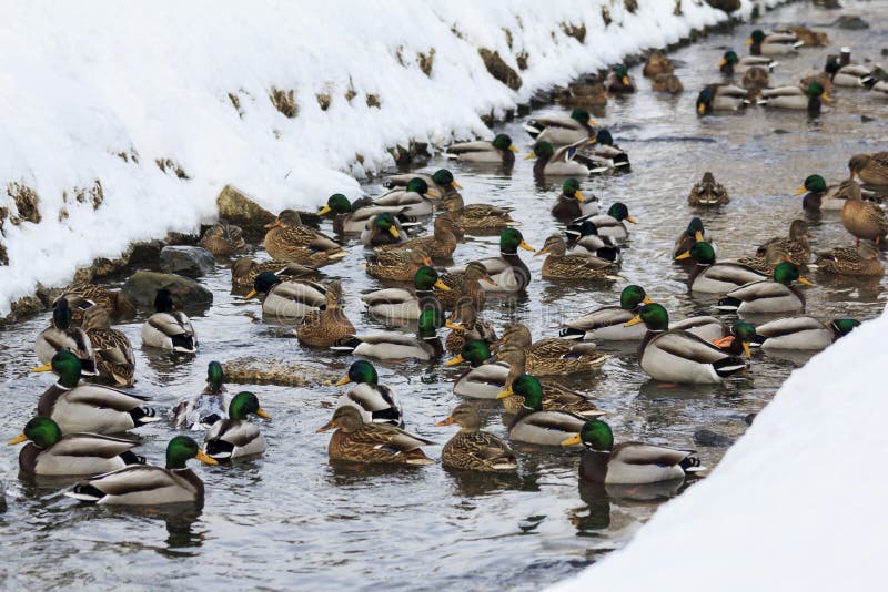 Multitude of ducks stock photo. Image of duck, park, bird - 34171946