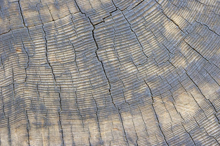 165 Sequoia Section Stock Photos - Free & Royalty-Free Stock Photos ...