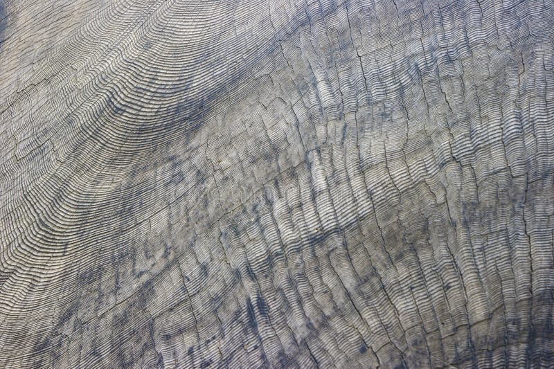 Multitude of Sequoia Tree Rings Stock Photo - Image of wood, circle ...
