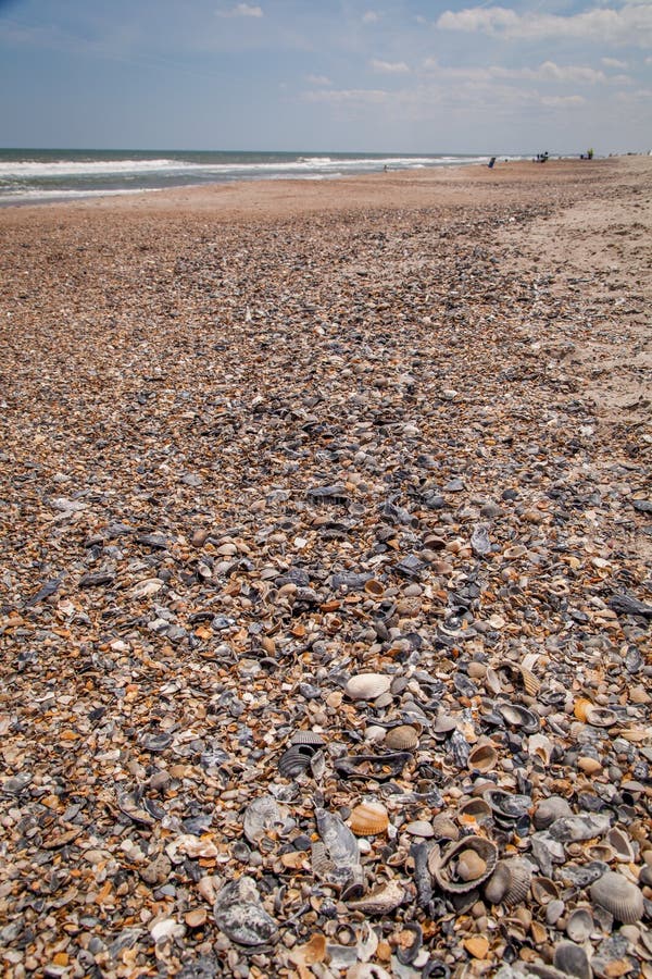 A Multitude of Shells Await Beach Combers. Stock Photo - Image of tide ...