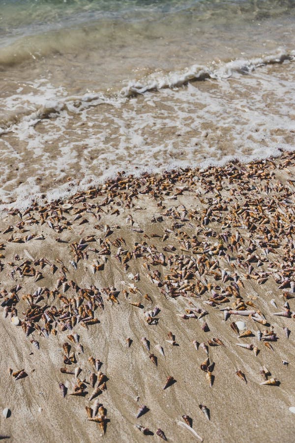 Multitude of Spiral Cone Shells Along the Beach Stock Photo - Image of ...