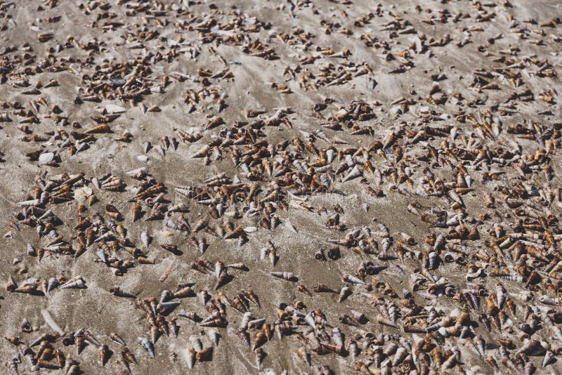 Multitude of Spiral Cone Shells Along the Beach Stock Image - Image of ...