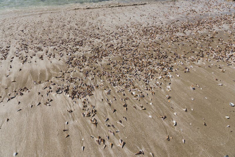 Multitude of Spiral Cone Shells Along the Beach Stock Photo - Image of ...